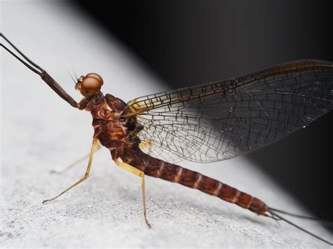 Ephemeroptera