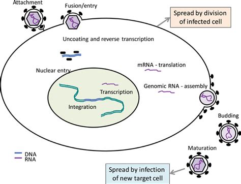 Retrovirus Cycle
