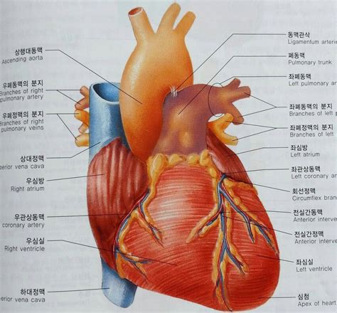 앞에서 본 심장의 구조 의학 용어 해부학 건강증진
