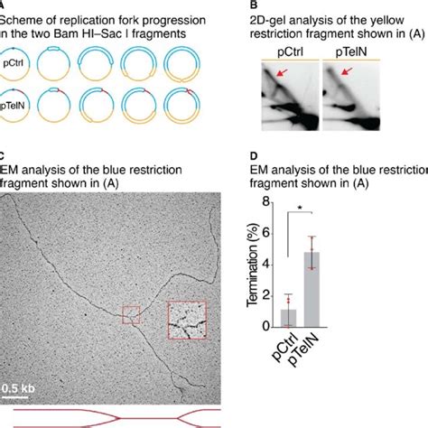 Extension Of Reversed Telomeric Forks By Telomerase A 2d Gel Download Scientific Diagram