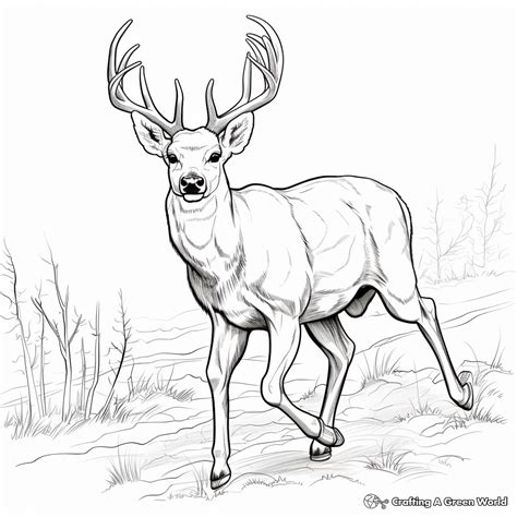 Bucks Coloring Pages Free Printable