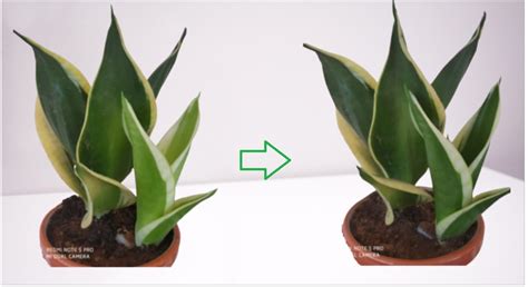 Importance Of Sunlight For Indoor Plants Gardening Tips Plants Care