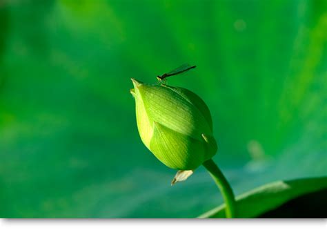 小荷刚露尖尖角静等赏花人 Lyf1957的博客 Photofans摄影网