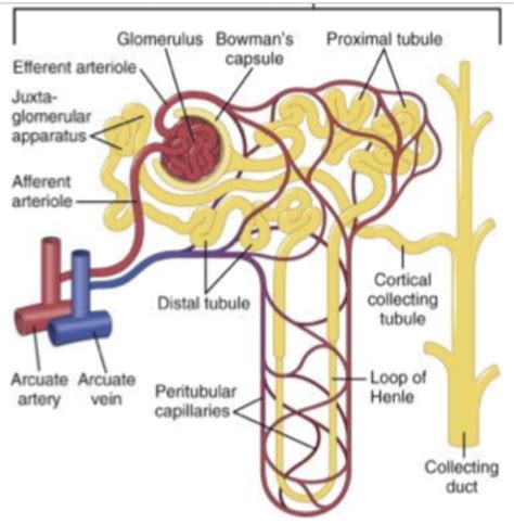 Renal Lect 1 Exam 4 Flashcards Quizlet