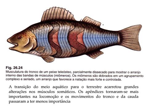 ASPECTOS MORFOLÓGICOS DA MUSCULATURA DOS PEIXES ppt carregar