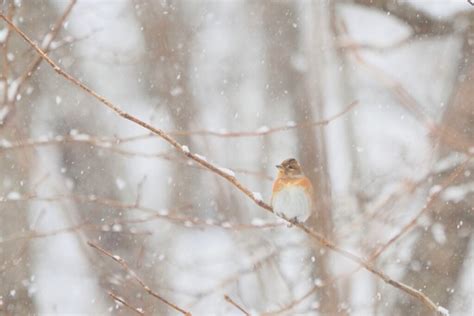雪降る森のアトリ By Nikkouiwana （id：11573377） 写真共有サイトphotohito