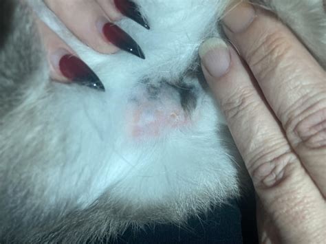 Help Bald Spot On Rabbits Neck R Rabbits
