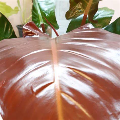 خرید و قیمت گیاه فیلودندرون شاهزادهپرتقالی از غرفه گل لالا