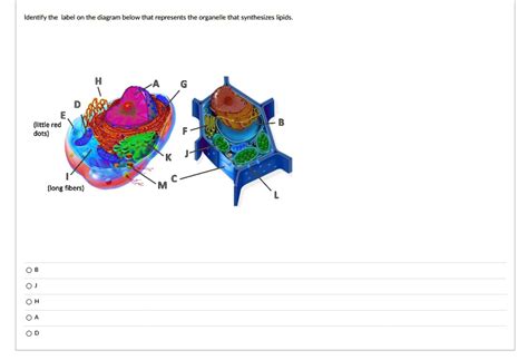 Solved Identify The Label On The Diagram Below That Represents The