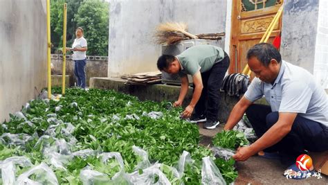 花垣镇新寨村：免费发放辣椒苗 聚“椒”产业助振兴群众工作来源