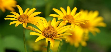 Gelbe Margeriten Foto And Bild Pflanzen Pilze And Flechten Blüten And Kleinpflanzen