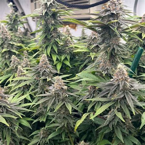 Unicorn Genetics Blueberry Funk 10 Fem Seeds Great Lakes Genetics