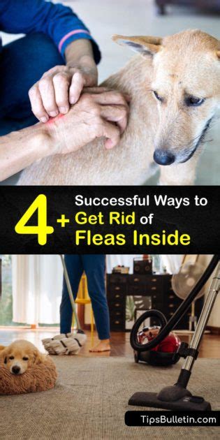 Get Rid Of Fleas Indoors Ways To Control Fleas In The House Get Rid Of Fleas Indoors Ways To Control Fleas In The House