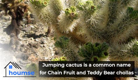 Jumping Cactus How Does It Work Houmse