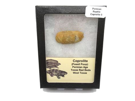 Texas Permian Age Reptile Coprolite 5b For Sale