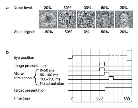 Microstimulation Of Inferotemporal Cortex Influences Face Categorization Nature