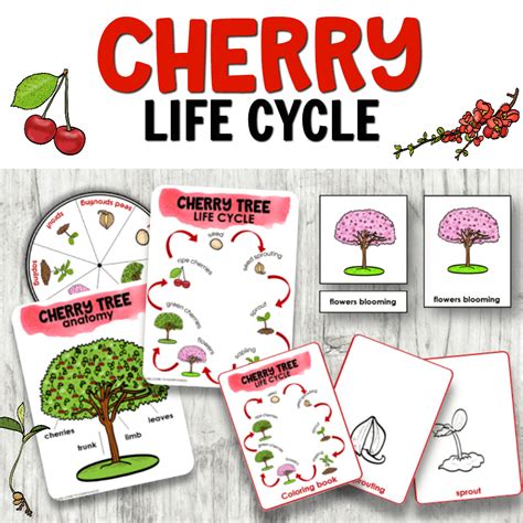 Life Cycles Welcome To Montessori