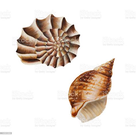 수채화 껍질 흰색 고립된 배경에 수중 생물 물체를 손으로 칠하는 클립아트 디자이너 장식 엽서 포장지 스크랩북 표지 초대장 웨딩