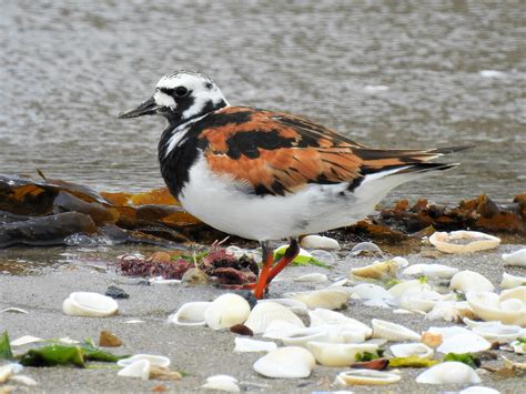 キョウジョシギ 2020 05 16 日本の野鳥識別図鑑