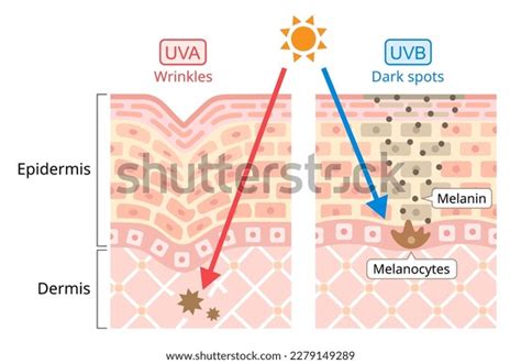 Uva Uvb Damages Human Skin Ultraviolet Stock Vector Royalty Free 2279149289 Shutterstock