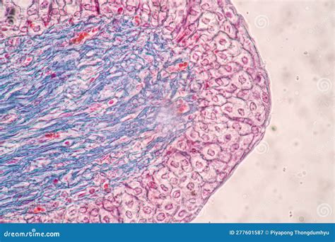 Uterus Human Uterine Tube Human Placenta Human And Umbilical Cord
