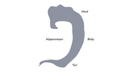 Brain Volume In The Hippocampus Is Influenced By Genetics — Brainpost