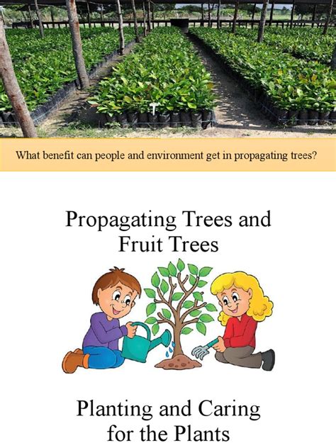 Hele 6 Propagating Trees And Fruit Trees 222 Pdf Grafting Trees