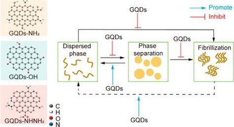 Graphene Quantum Dots Modulate Stress Granule Assembly And Prevent