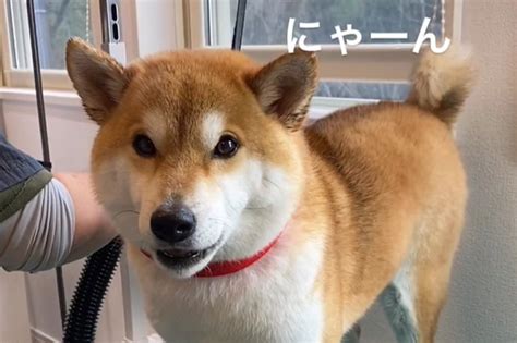 柴犬叫聲太特別！張口就是奶貓撒嬌音