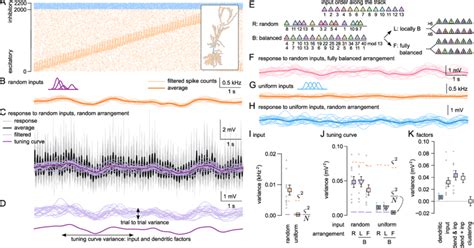 Random Synaptic Clusters Have Small Impact On Neuronal Tuning A
