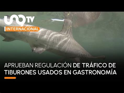 En Panamá cumbre de especies amenazadas aprueba protección a tiburones Uno TV