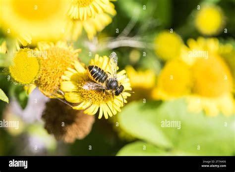 Patchwork Leafcutter Bee Megachile Centuncularis Feeding On Fleabane