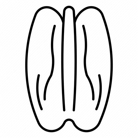 Pecan Nuts Kernel Fruit Seed Icon Download On Iconfinder