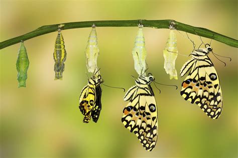 what is a chaff bug how adding bugs to apps may make them more secure
