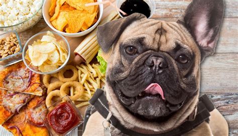 Whats On The Menu Human Foods You Can And Cant Share With Your Dog