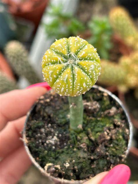 Astrophytum Asterias Variegata Cactuses Astrophytum Kaktusy