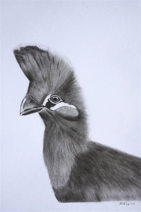 Turaco Drawing By Kobus Van Zyl Saatchi Art