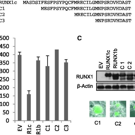 Runx1c And Runx1b Interact Equally With Cbf B A The 10 Cm Dishes Of