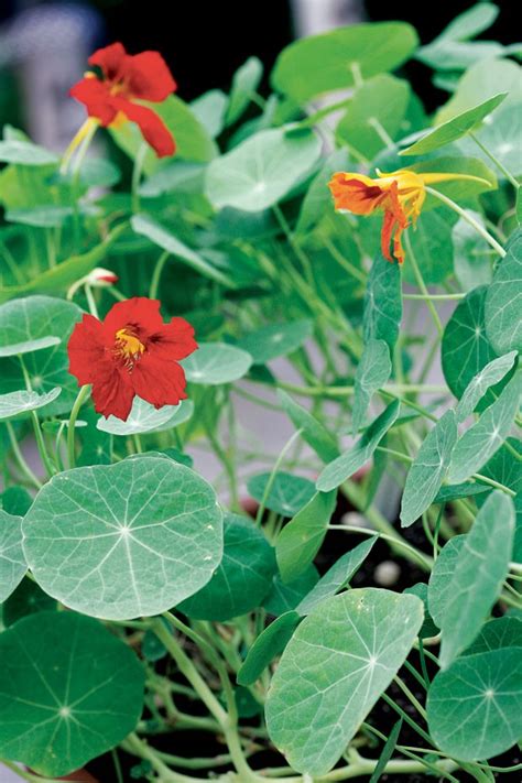 Miniaturas imperdibles especies de cubiertas para tu jardín Una Planta