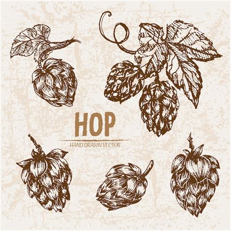 Hops Drawing