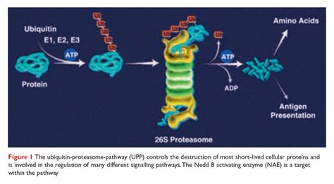 Transcending Proteasome Inhibition For The Treatment Of Cancer Drug