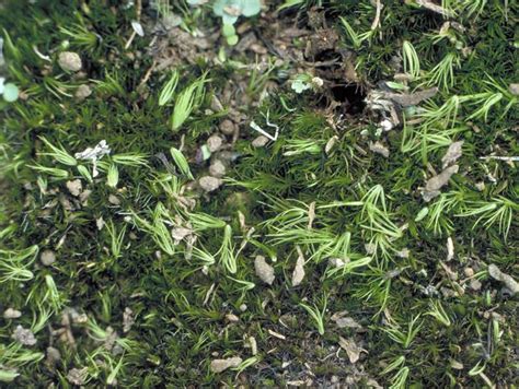 Campylopus Clavatus Anbg Bryophyte Website