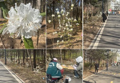 学校科研团队研发的兴安杜鹃新品种亮相校园 东北林业园林学院