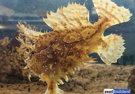 Tag Sargassum Frogfish Reef Builders The Reef And Saltwater