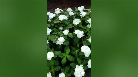 Subhanal Allah Wl Hamdulila Allah Hu Akbar Youtube