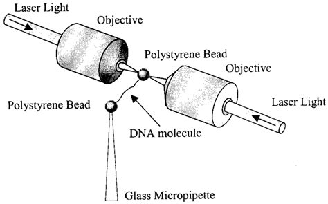 Schematic Drawing Not To Scale Of An Optical Tweezers Experiment In