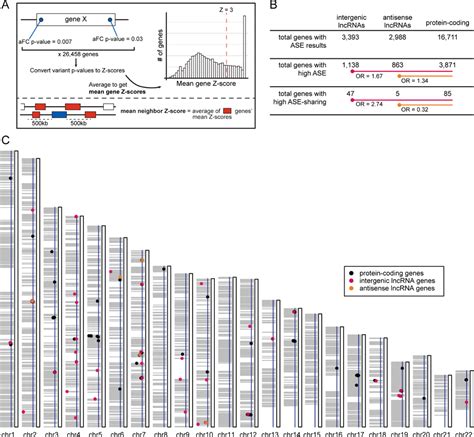 Population Scale Tissue Transcriptomics Maps Long Non Coding Rnas To