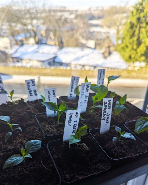 How To Sow Peppers Right Now Patient Gardener