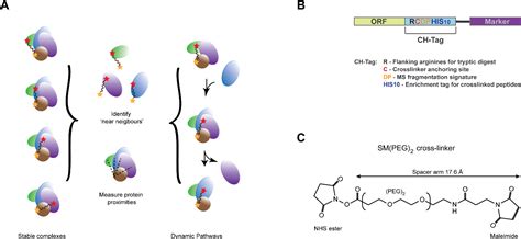 Figure 1 From Targeted Cross Linking Mass Spectrometry Determines Vicinal Interactomes Within