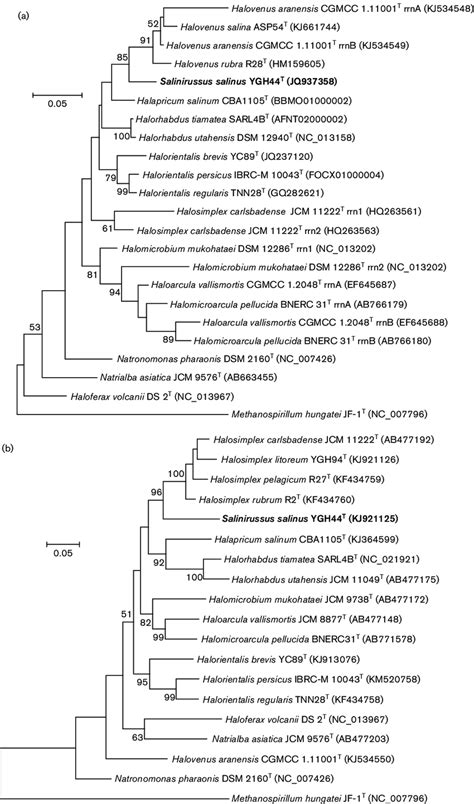 Maximum Likelihood Phylogenetic Tree Reconstructions Based On 16s Rrna